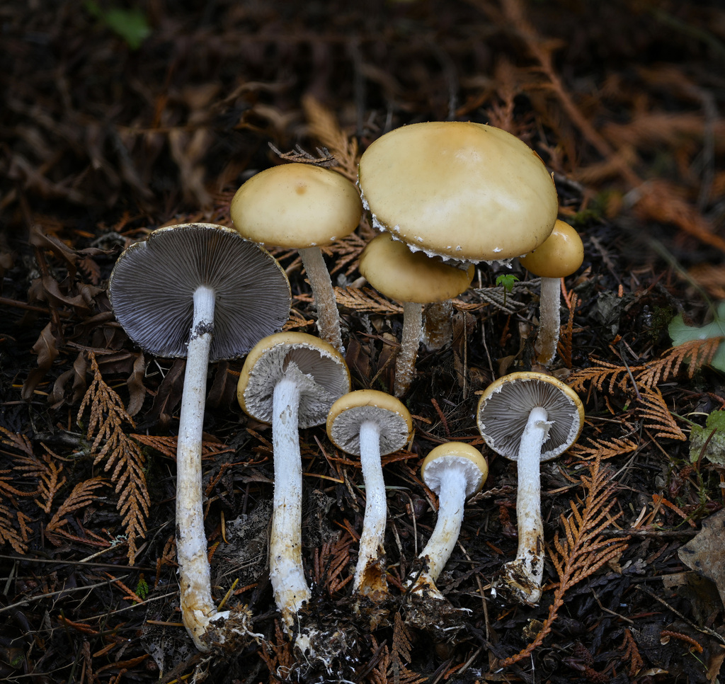 Questionable Stropharia from Lewis County, US-WA, US on October 31 ...