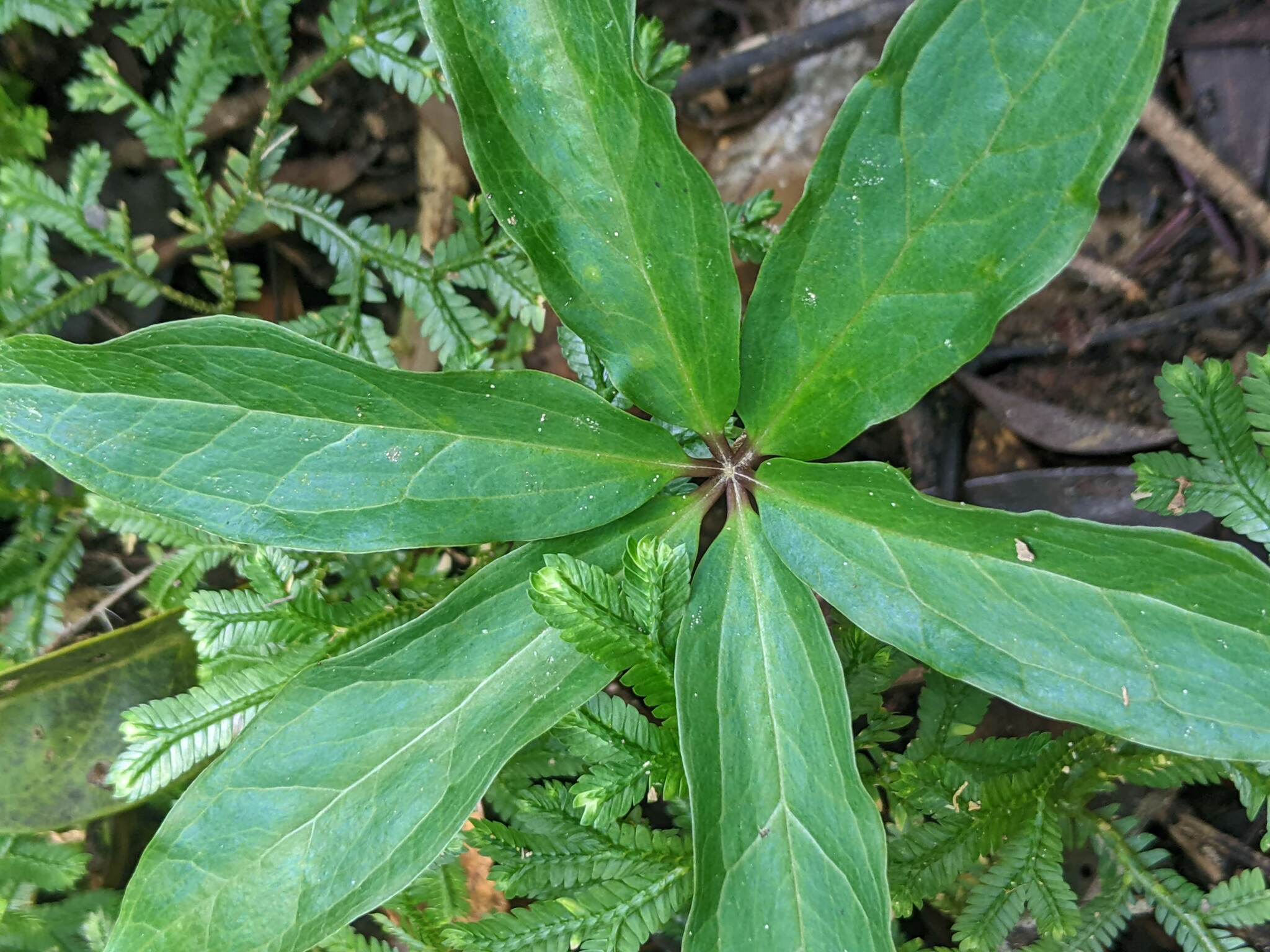 Paris polyphylla Sm.
