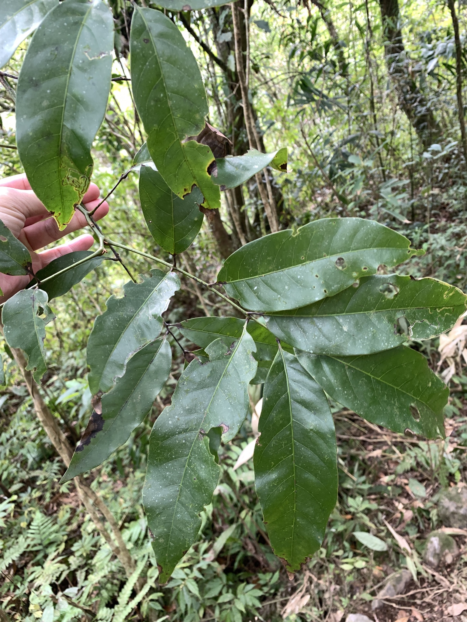 Engelhardia roxburghiana Wall.