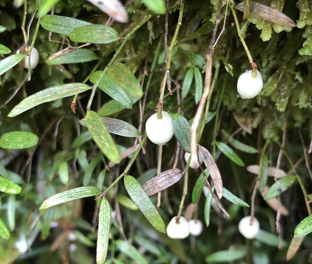 Lantern Berry from Egmont National Park, Egmont National Park, Taranaki ...