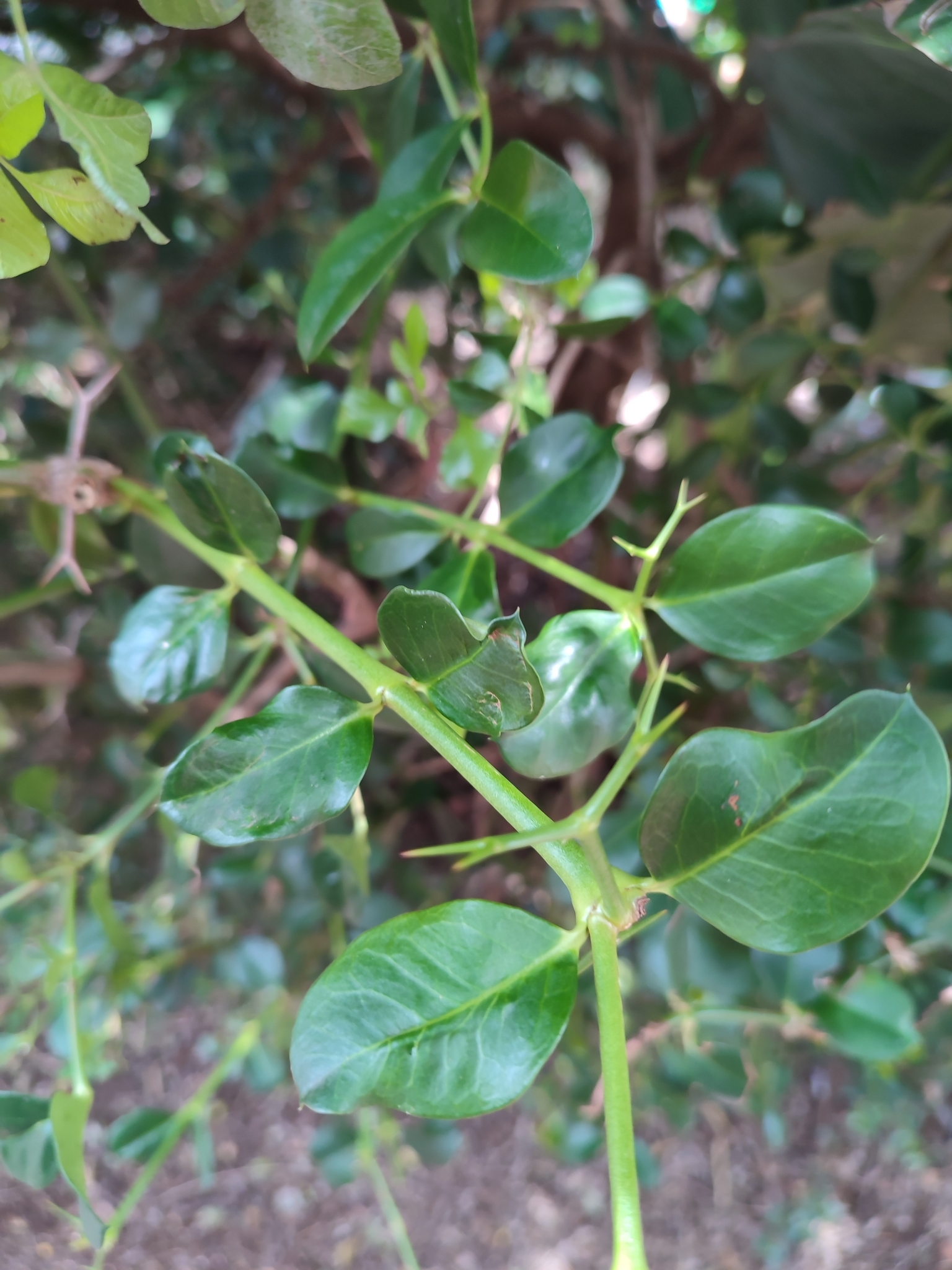 Carissa bispinosa (L.) Desf. ex Brenan