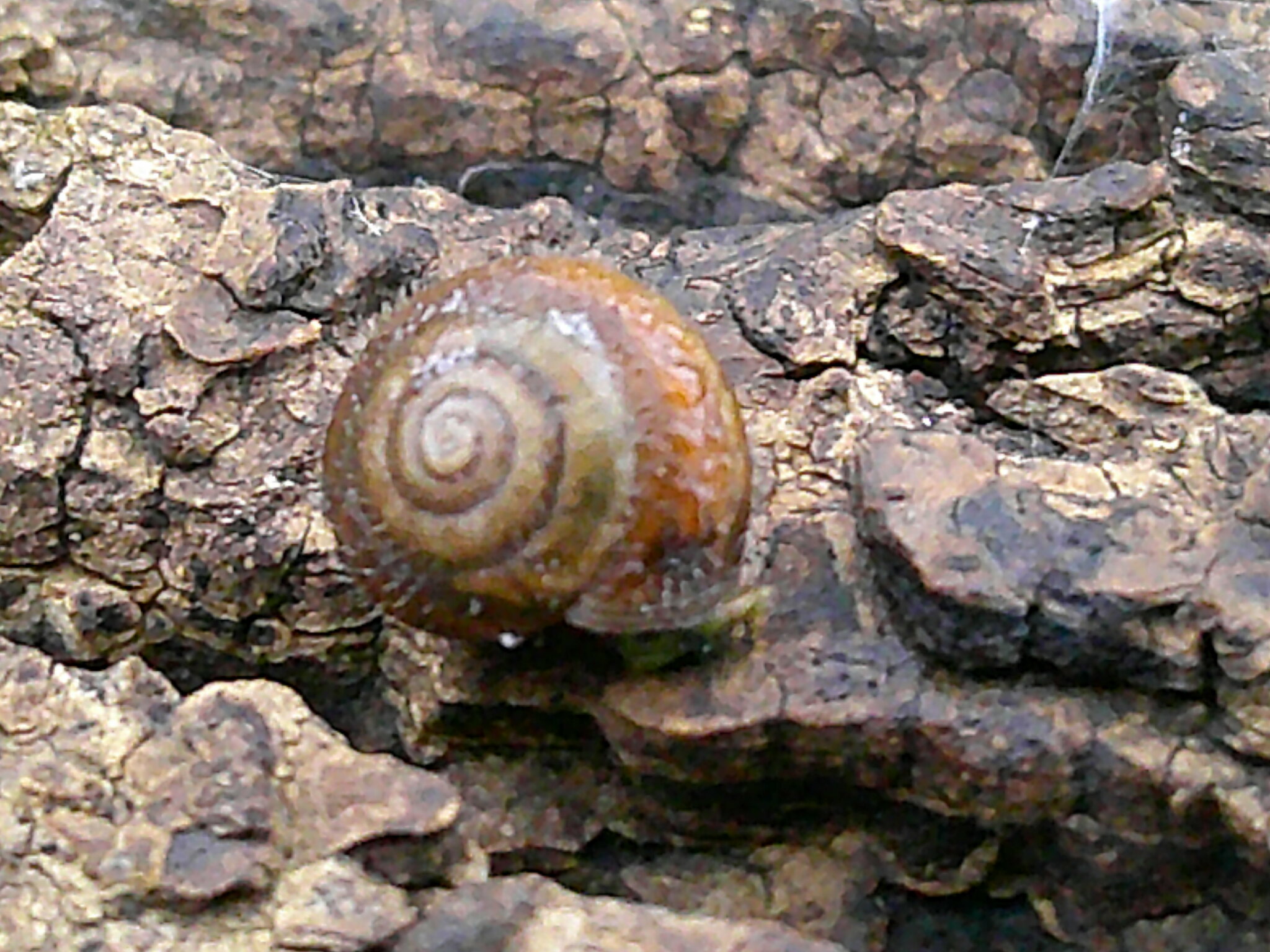 Trochulus hispidus (Linnaeus, 1758)