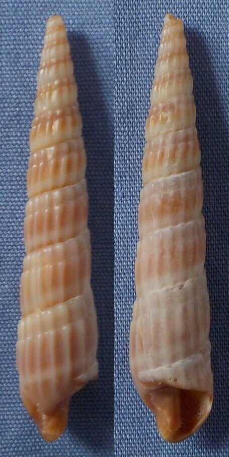 Auger Shells in March 2013 by vrebizant. 40 mm long · iNaturalist