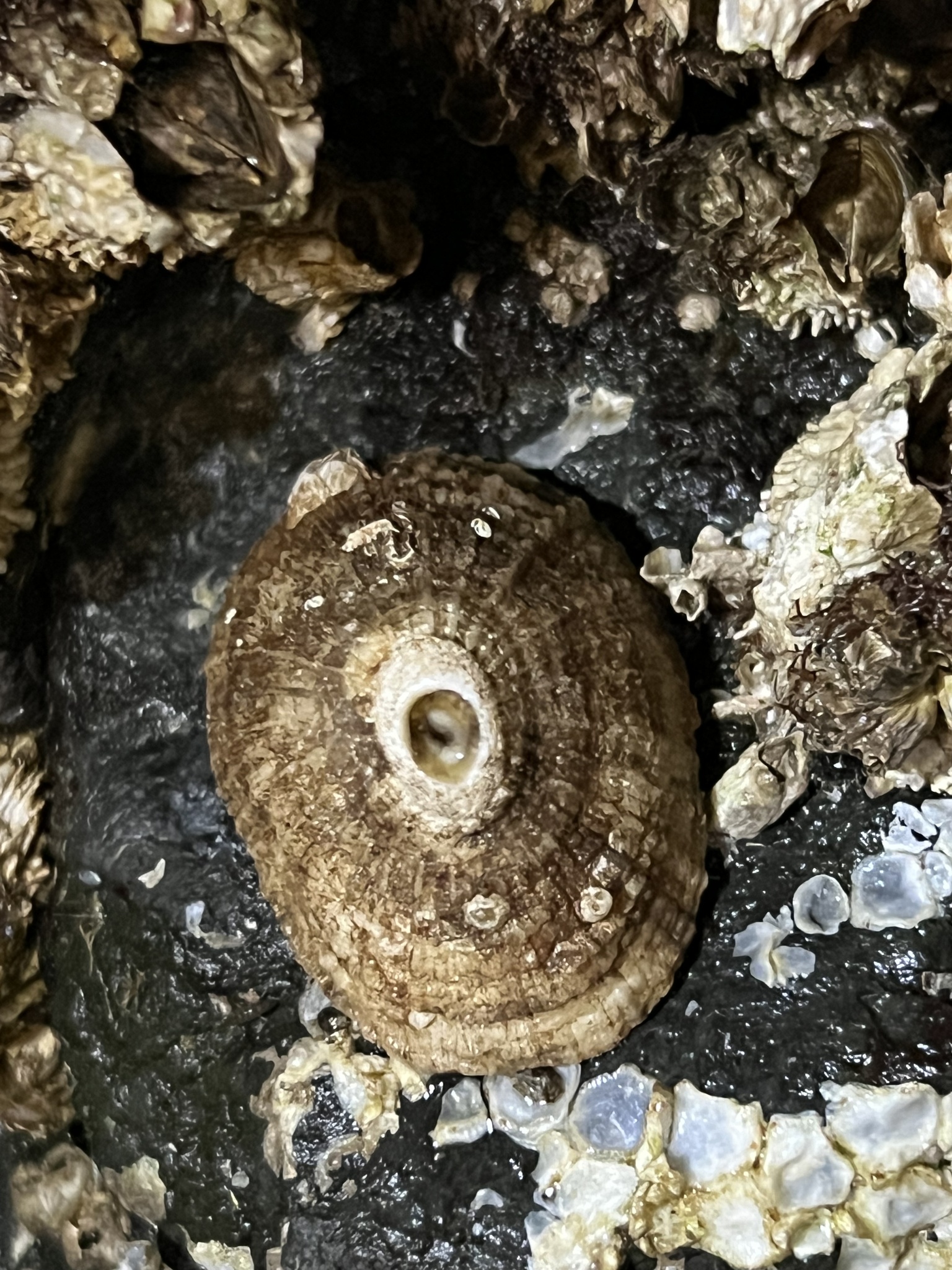 Diodora aspera (Rathke, 1833)