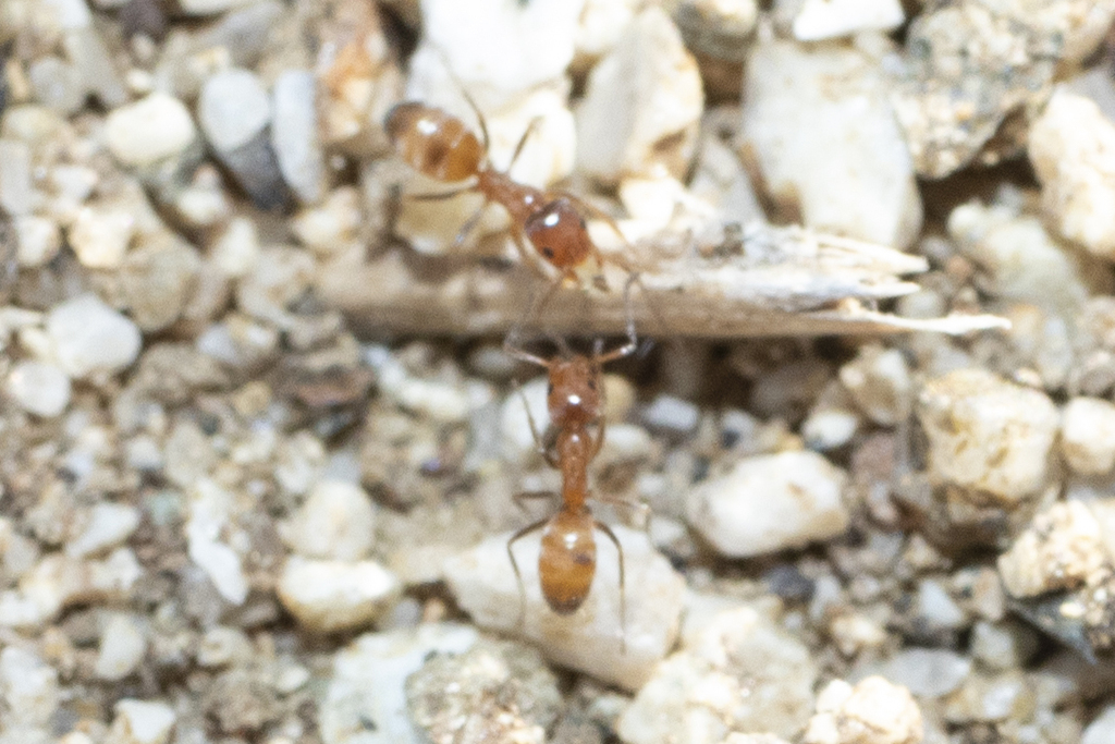Forelius mccooki from Live Oak Canyon, Redlands, CA, USA on June 19 ...
