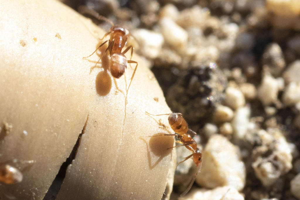 Forelius mccooki from Live Oak Canyon, Redlands, CA, USA on June 19 ...
