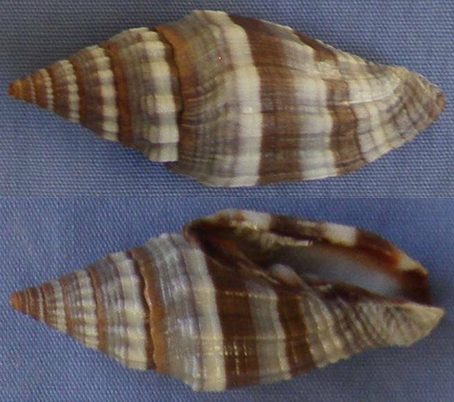 Vexillum rugosum (Gmelin, 1791)