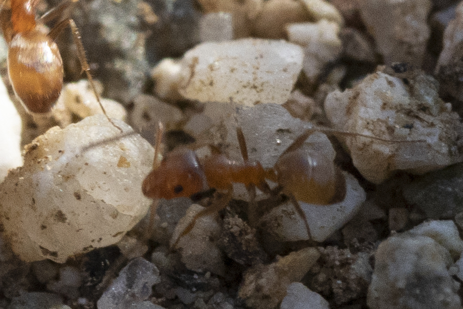 Forelius mccooki from Live Oak Canyon, Redlands, CA, USA on June 19 ...