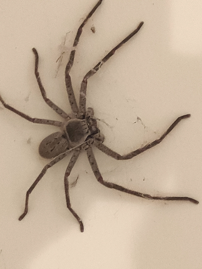 Mountain Huntsman from Blairgowrie VIC 3942, Australia on February 19 ...