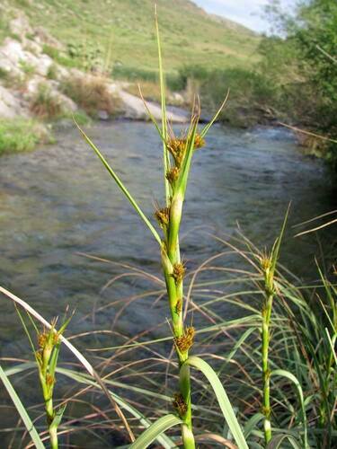 Subespecie Cladium mariscus martii · NaturaLista Colombia
