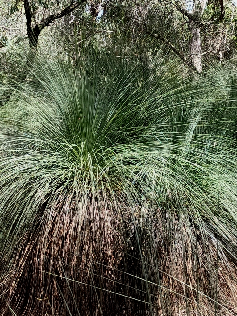Austral Grass-tree from Nyora VIC 3987, Australia on February 19, 2023 ...