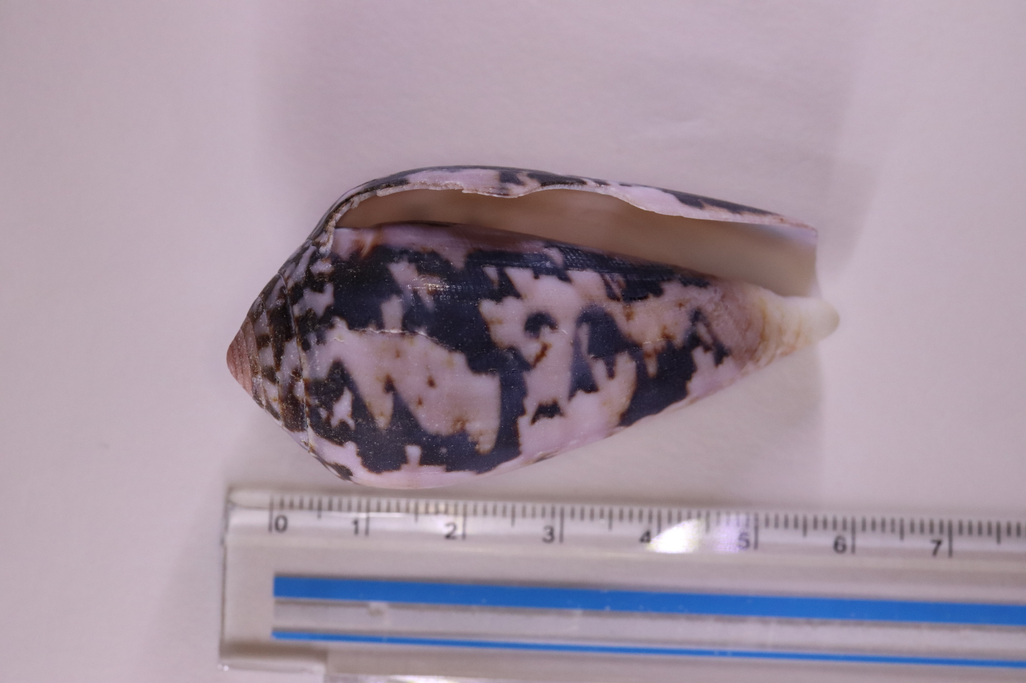 Conus fulmen Reeve, 1843