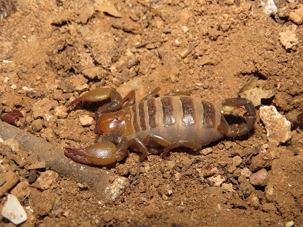 Robust Burrowing Scorpion from Kunene Region, Namibia on September 13 ...