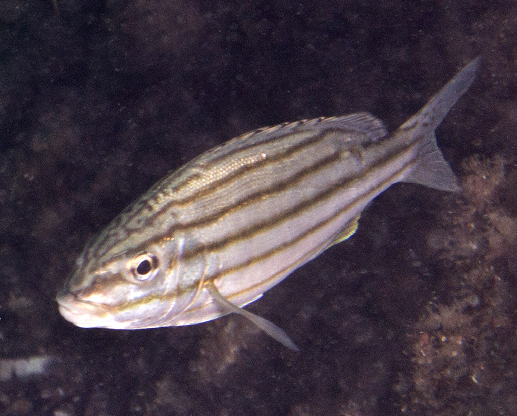 Eastern Striped Grunter from Newcastle NSW, Australia on February 19 ...