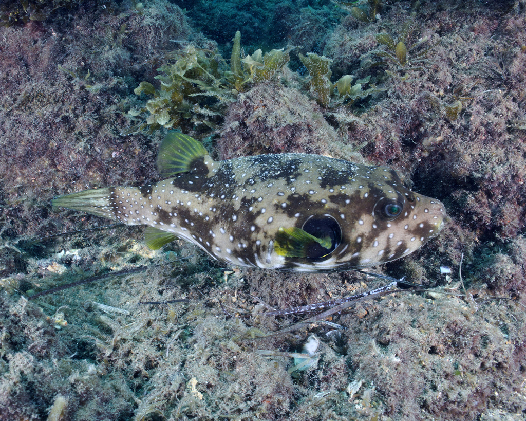 White-spotted Puffer from Newcastle NSW, Australia on February 19, 2023 ...