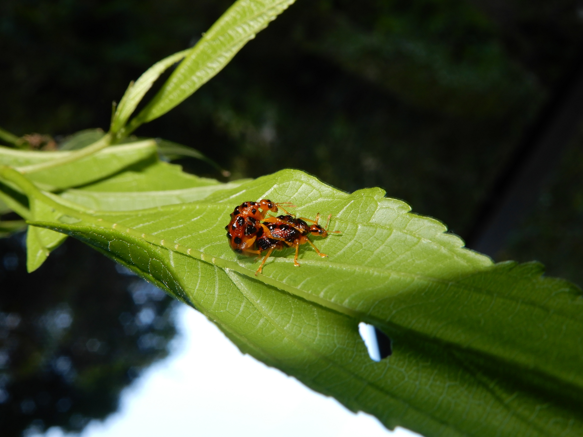 Agomadaranus pardaloides (Voss, 1924)