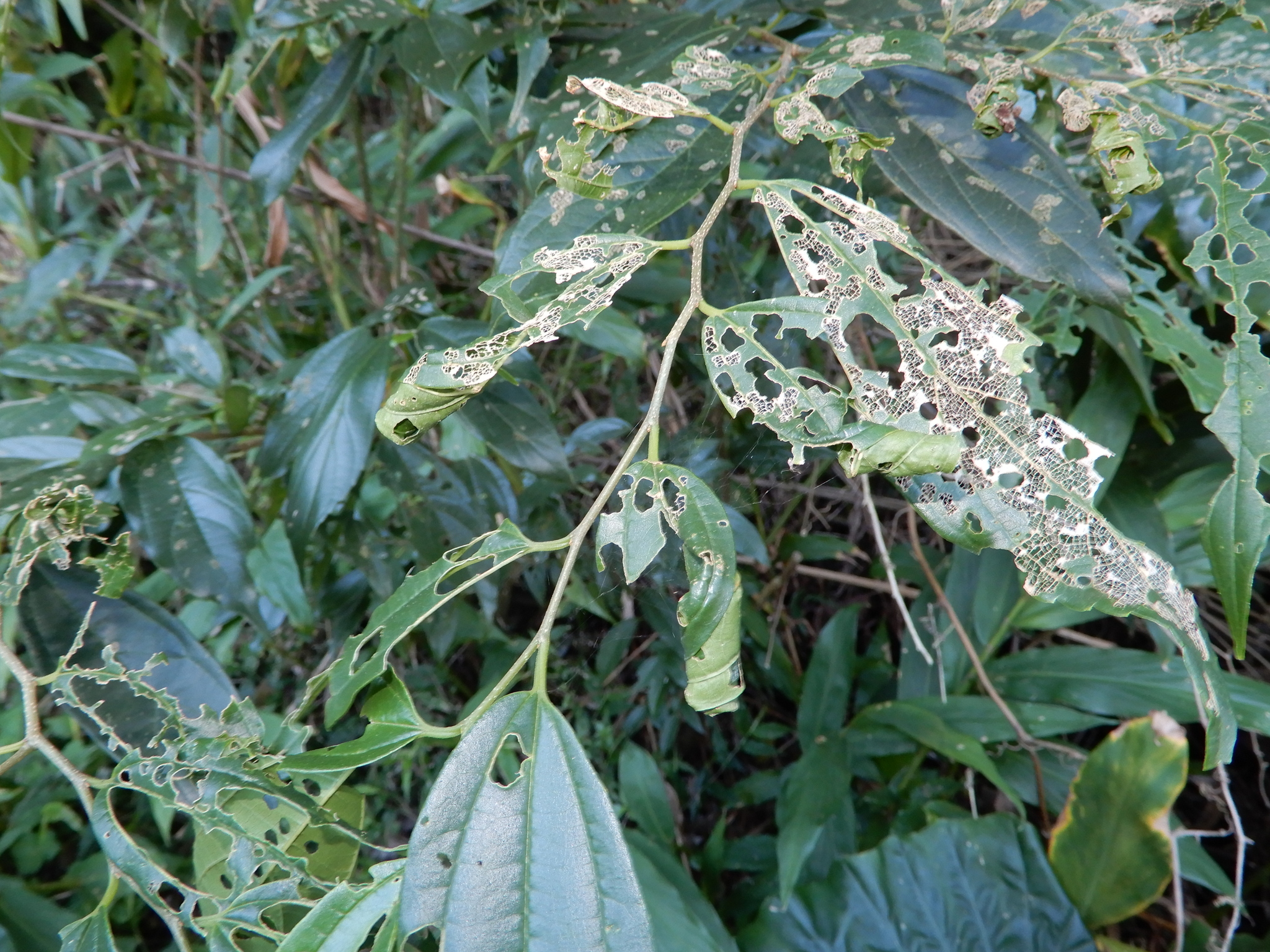Agomadaranus pardaloides (Voss, 1924)