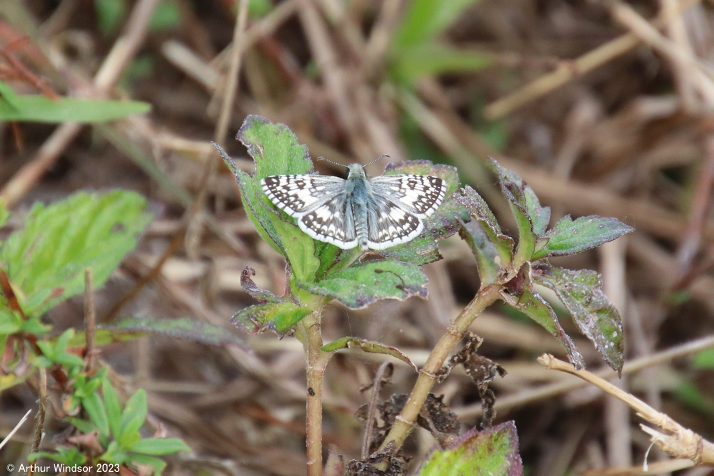 White Checkered-Skipper from Arthur R Marshall Loxahatchee National ...