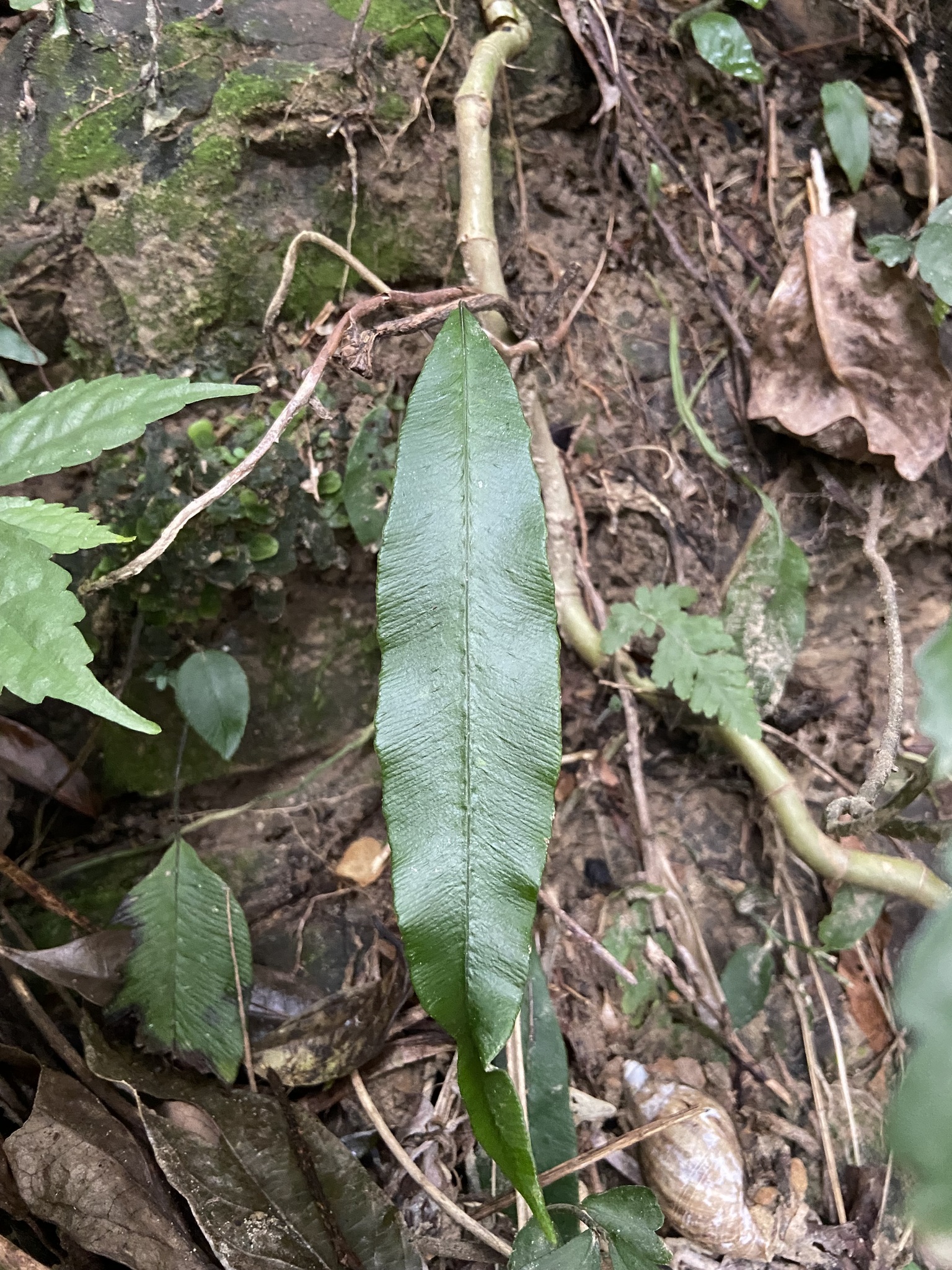 Deparia lancea (Thunb.) Fraser-Jenk.