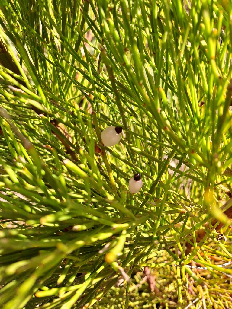 Pale-fruit Ballart from Tasman, TAS, Australia on January 29, 2023 at ...