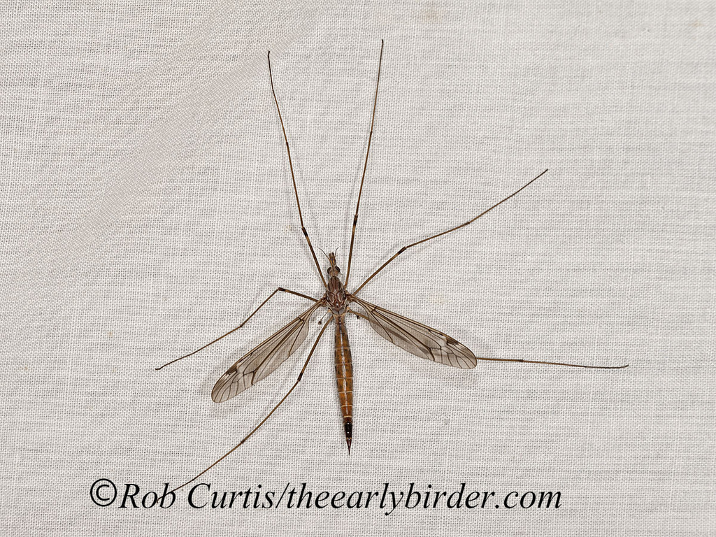 Large Crane Flies from California, USA on May 29, 2018 at 09:15 PM by ...