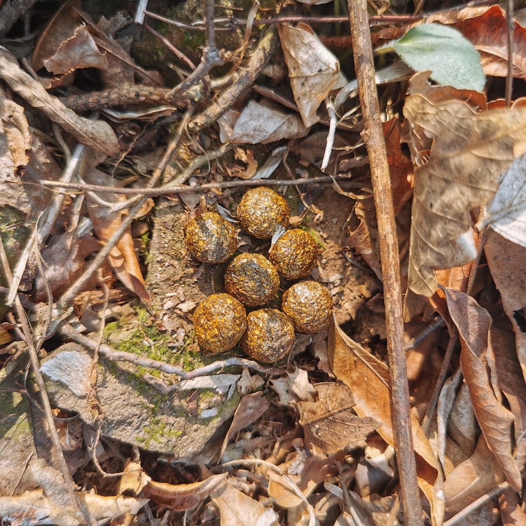 Chinese Hare from Nanjing, CN-JS, CN on February 19, 2023 at 03:05 PM ...