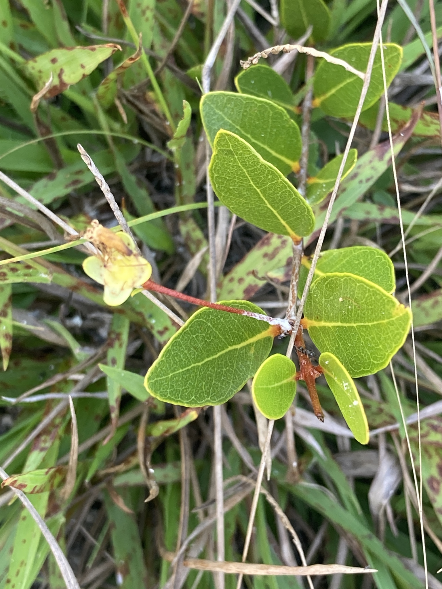 Mosiera longipes (O.Berg) Small
