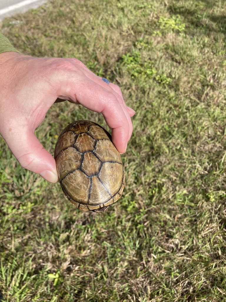 Striped Mud Turtle from Everglades National Park, Homestead, FL, US on ...