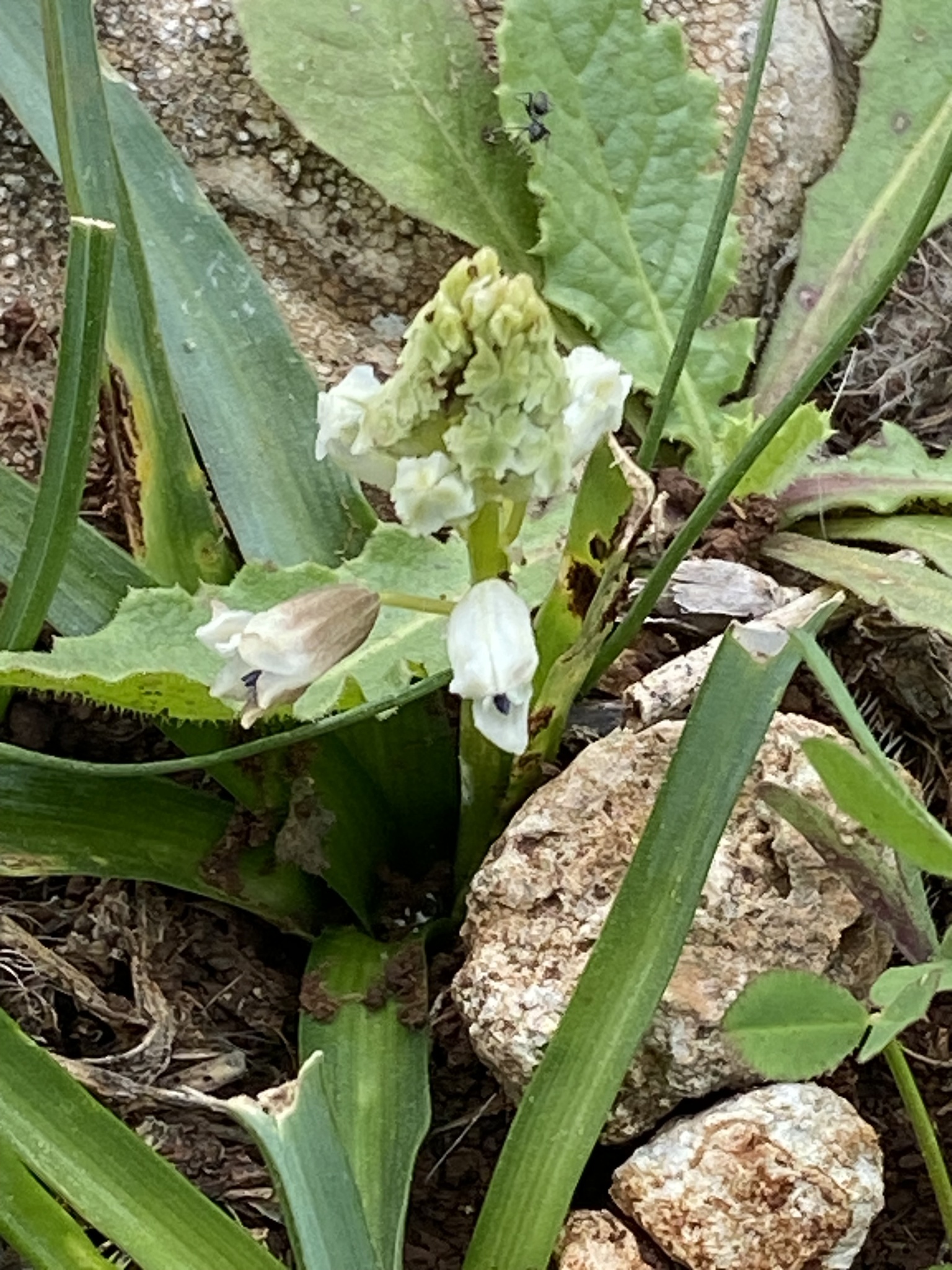 Bellevalia flexuosa Boiss.