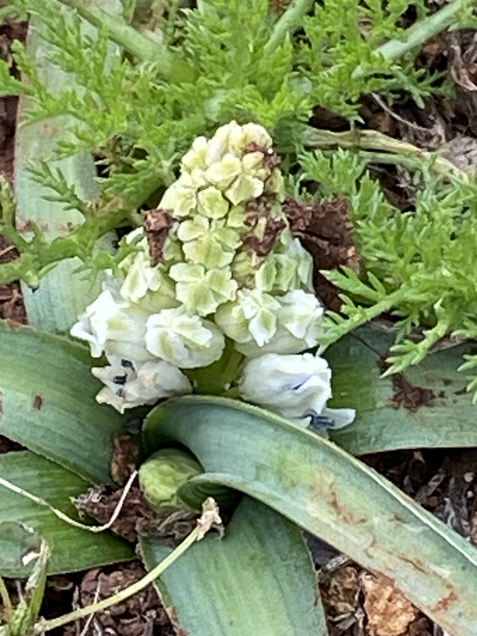 Bellevalia flexuosa Boiss.