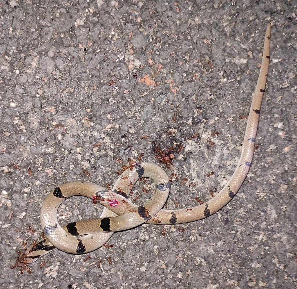 Banded kukri snake from Madurai Agriculture College on February 1, 2023 ...