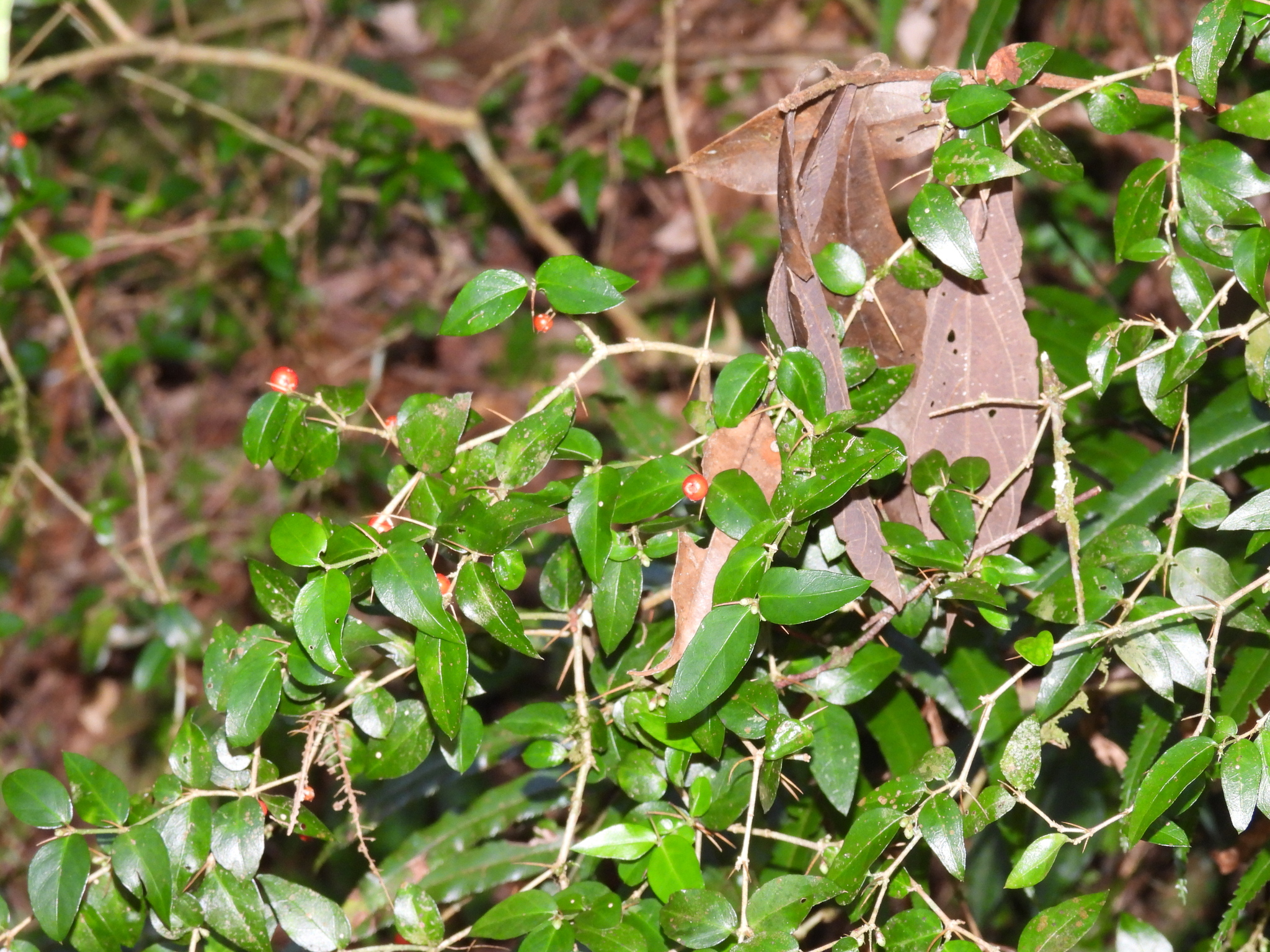 Damnacanthus indicus C.F.Gaertn.