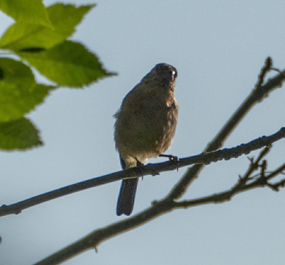 Eurasian Bullfinch from undinevej on August 22, 2022 at 07:56 AM by ...