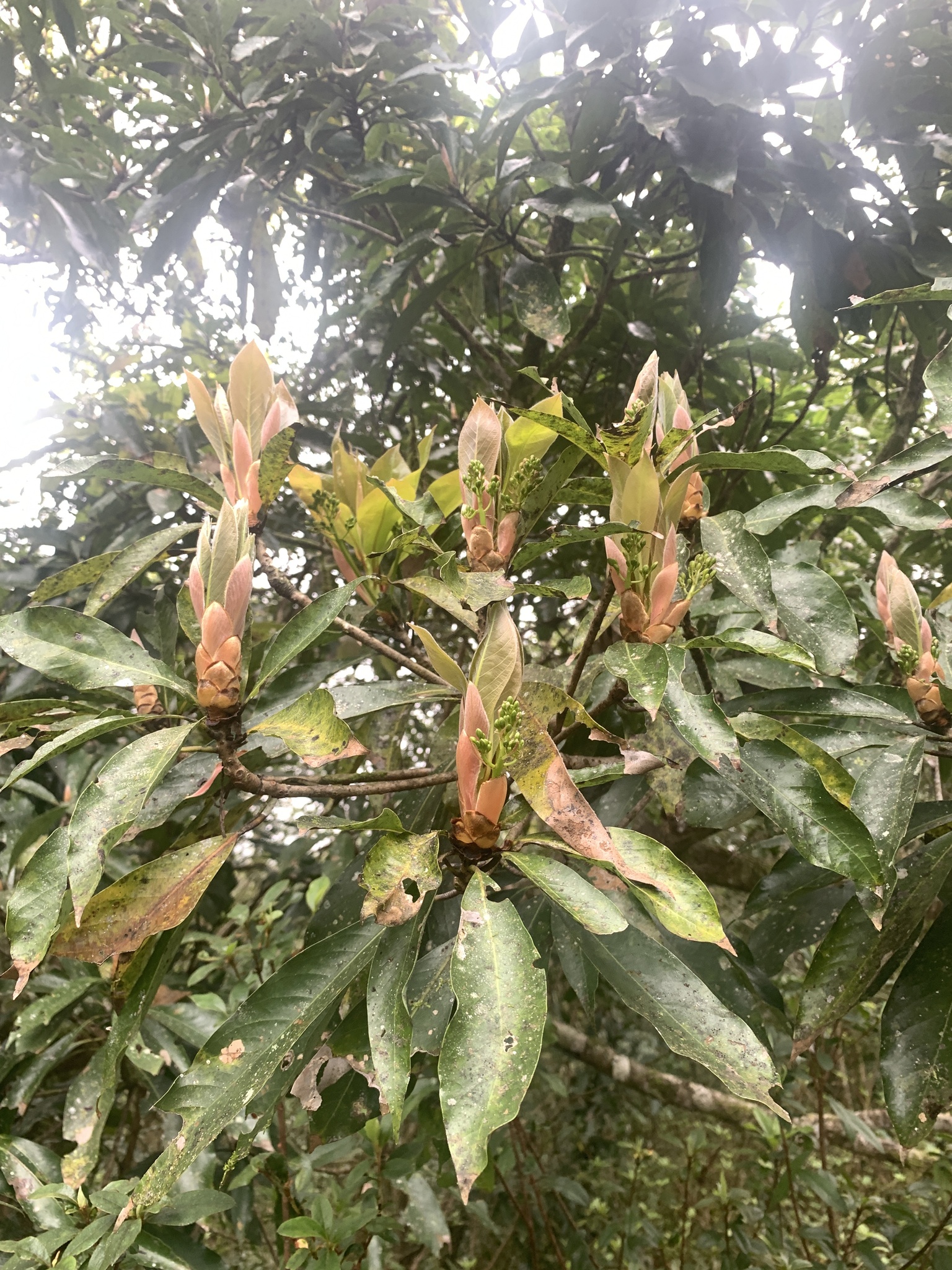 Machilus japonica Siebold & Zucc.