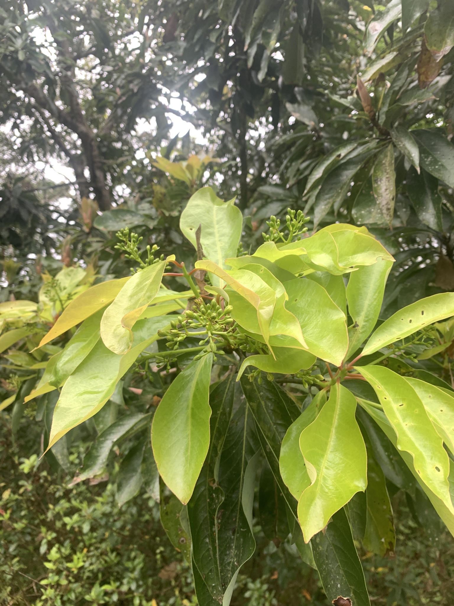 Machilus japonica Siebold & Zucc.