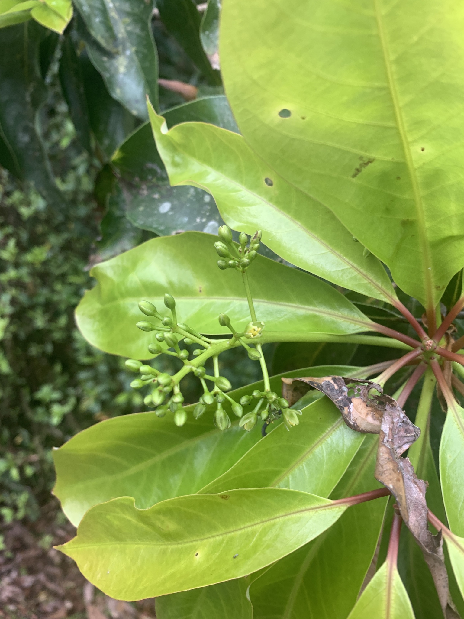 Machilus japonica Siebold & Zucc.