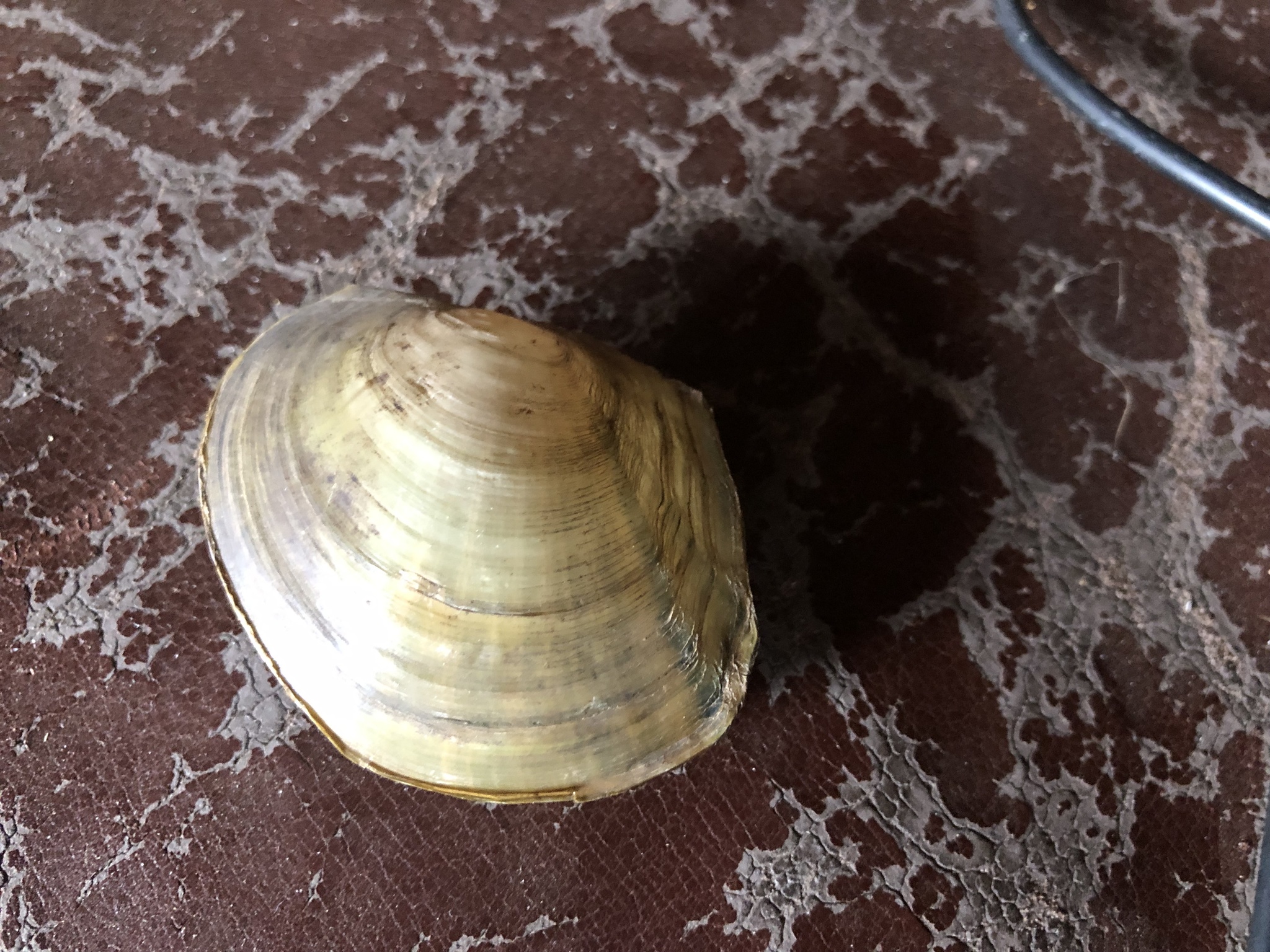 Sinanodonta woodiana (I.Lea, 1834)