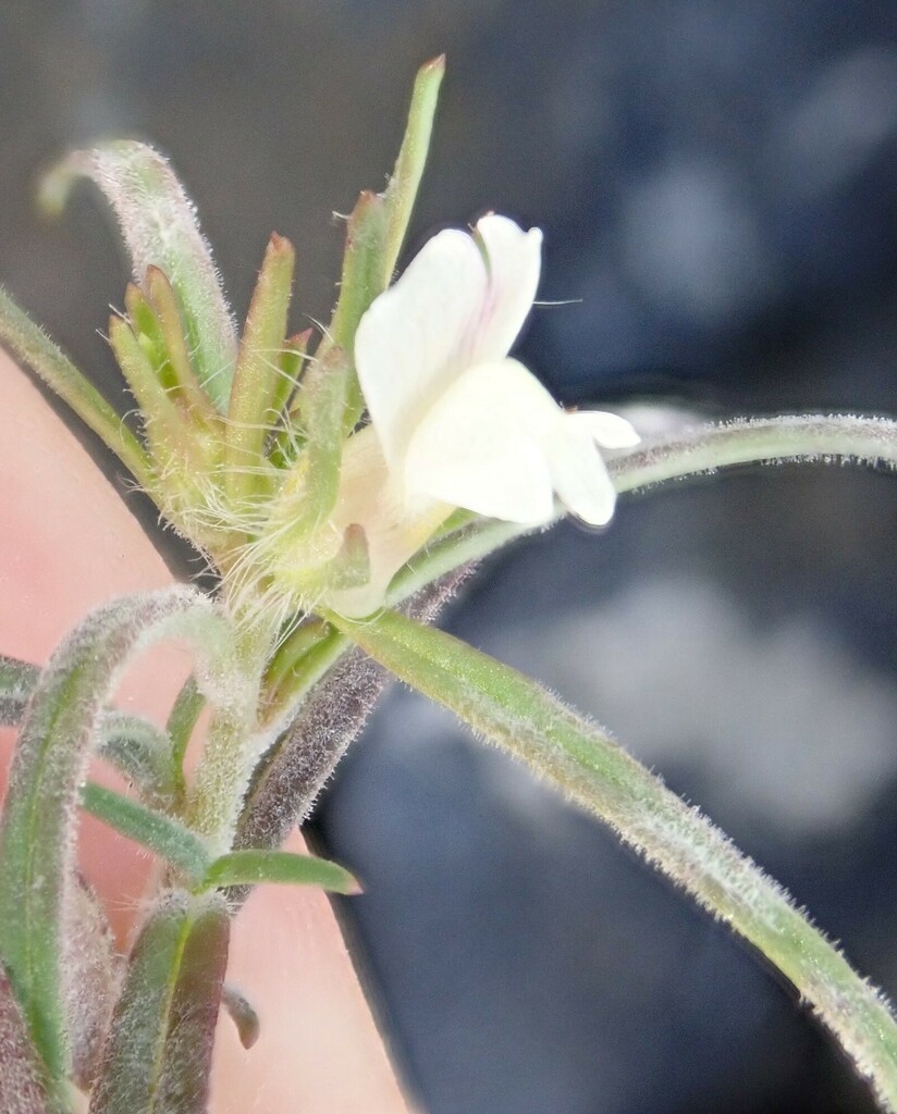 Misopates salvagense (Madeira Pflanzen Endemiten) · iNaturalist