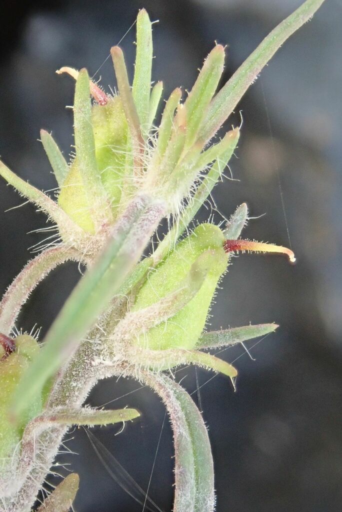 Misopates salvagense (Madeira Pflanzen Endemiten) · iNaturalist