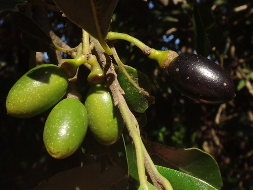 Laurus novocanariensis (Tenerife Plants Aquifoliales, Dipsacales ...