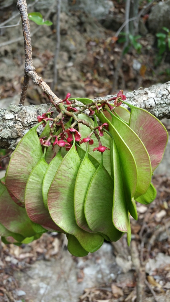 (Detarioideae) - Botanical Realm