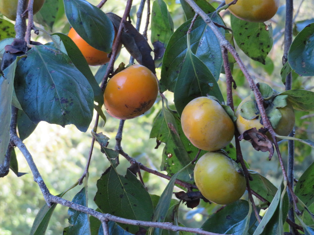 Japanese Persimmon from Kongoji, Ichihara, Chiba Prefecture 290-0162 ...