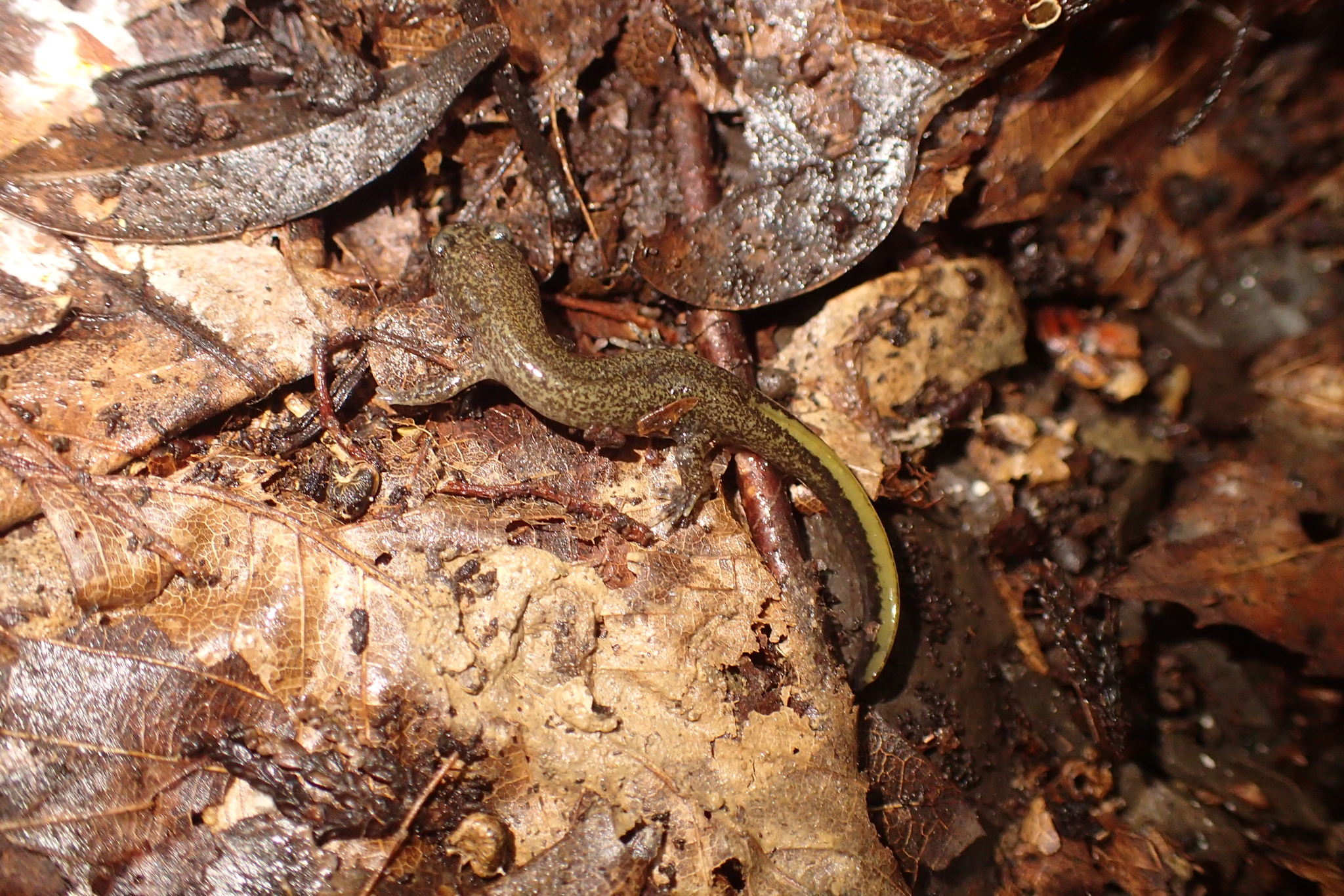 Hynobius tsuensis Abé, 1922