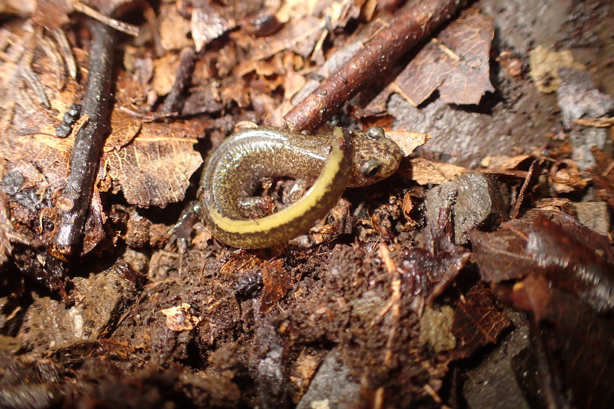 Hynobius tsuensis Abé, 1922