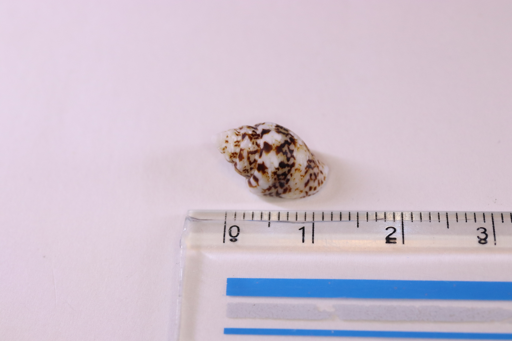 Euplica scripta (Lamarck, 1822)