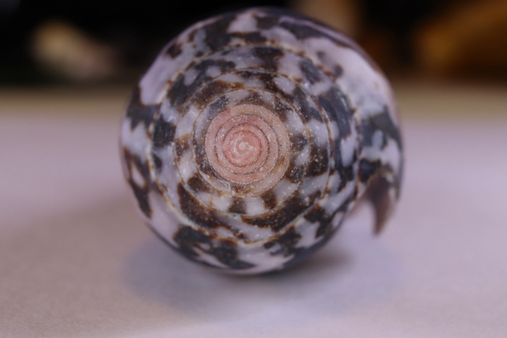 Conus fulmen Reeve, 1843