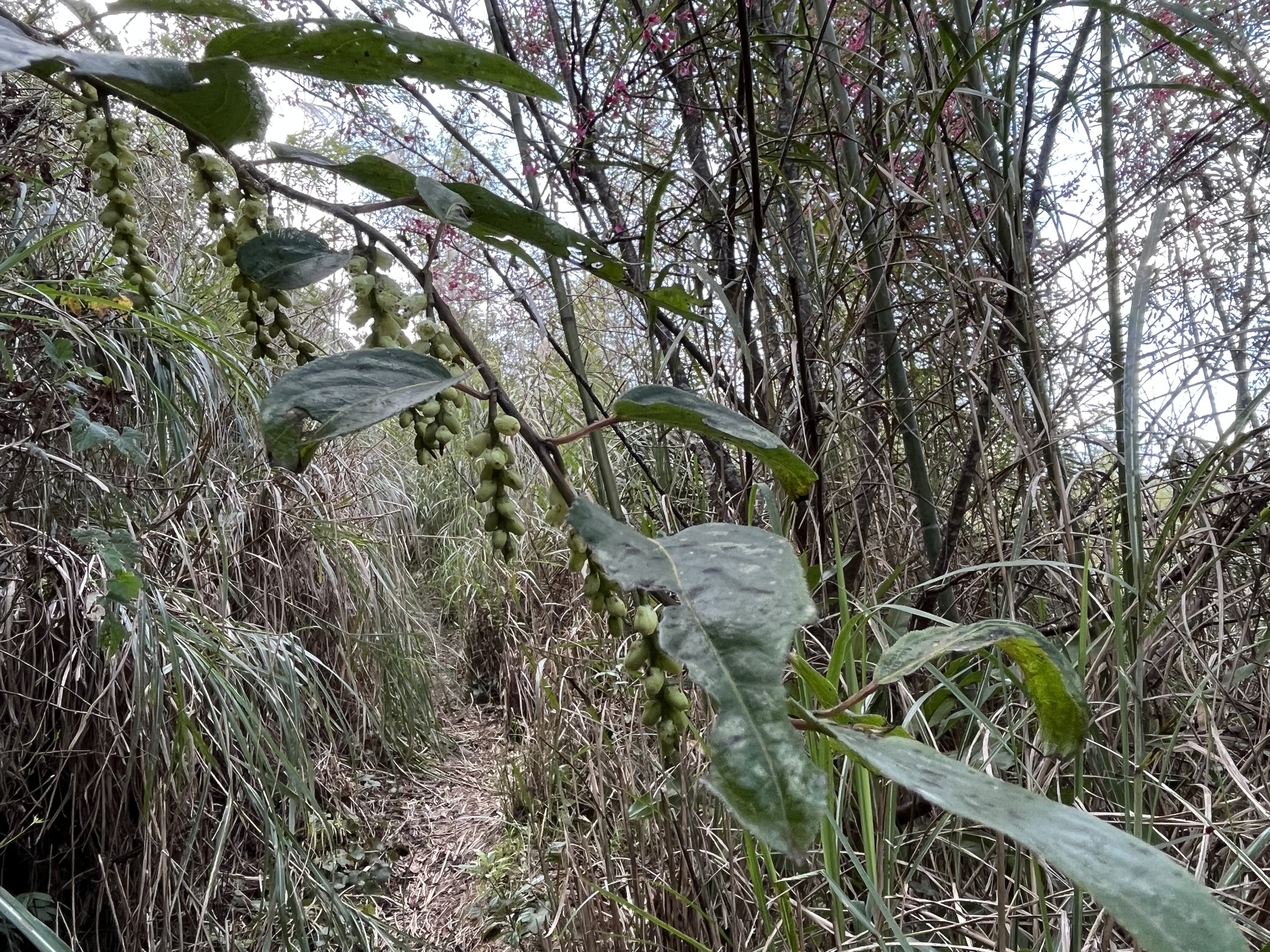 Stachyurus Siebold & Zucc.