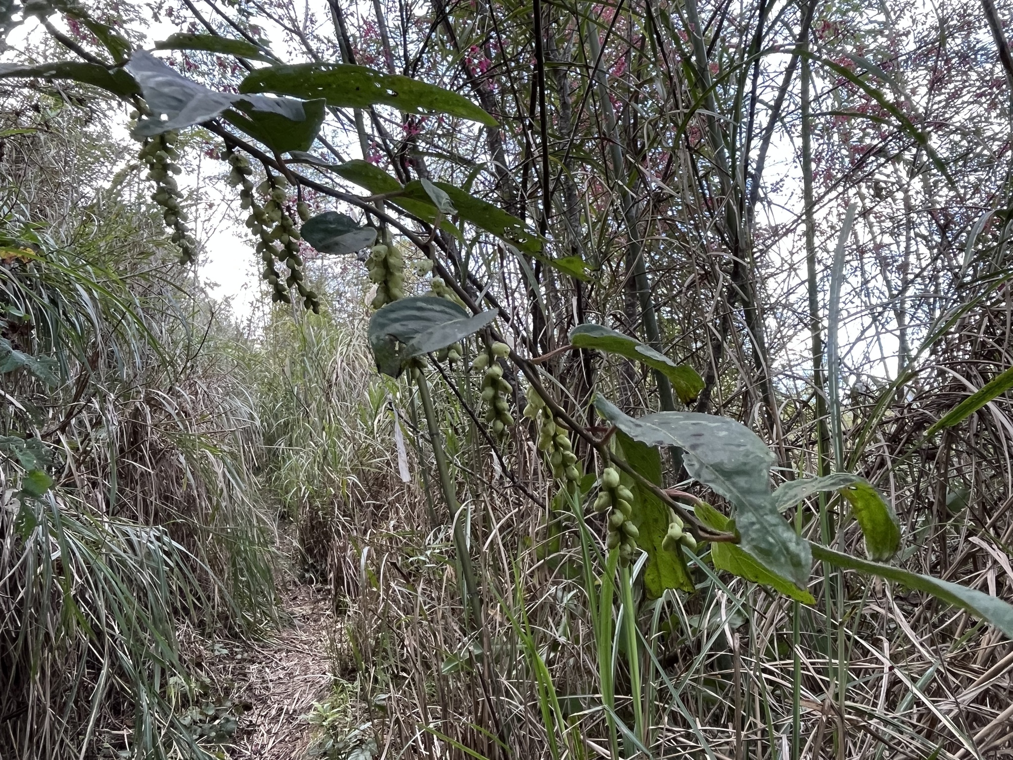 Stachyurus Siebold & Zucc.