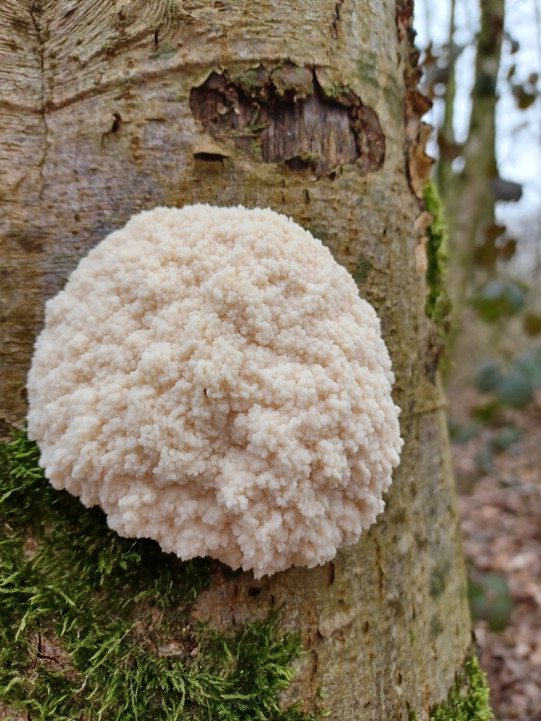 False Puffball from 8800 Roeselare, België on February 19, 2023 at 01: ...