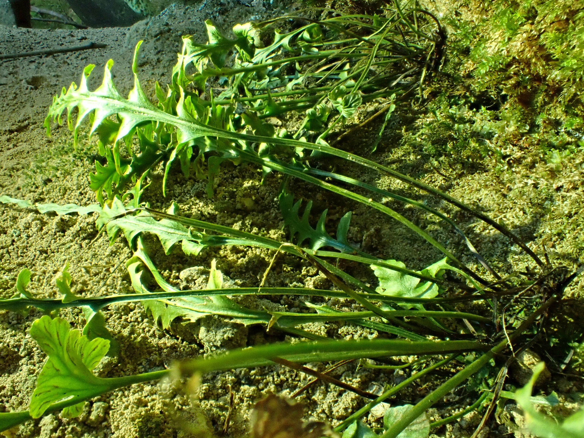 Asplenium pinnatifidum Nutt.
